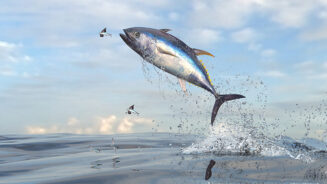 FCA bans ex-Credit Suisse managing directors over tuna bonds scandal ...